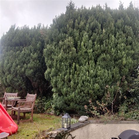 Trimming Leyland Cypress Trees Gold Rider Leyland Cypress Trees For