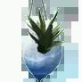 Coral Shine Blue Shell Wall Pot - Item | Black Desert Online Database