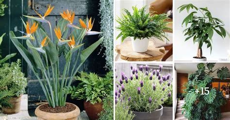 20 Fastest Growing Houseplants To Create A Lush Indoor Garden