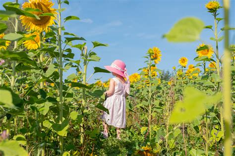 해바라기 꽃과 필드에 걸어 큰 분홍색 모자 태양에서 모자를 쓴 소녀 한 어린이가 해바라기의 커다란 꽃 사이를 걷고 있다 러시아 민족에 대한 스톡 사진 및 기타 이미지