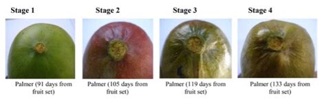 How To Use Mango Harvest Maturity Indices To Improve Quality