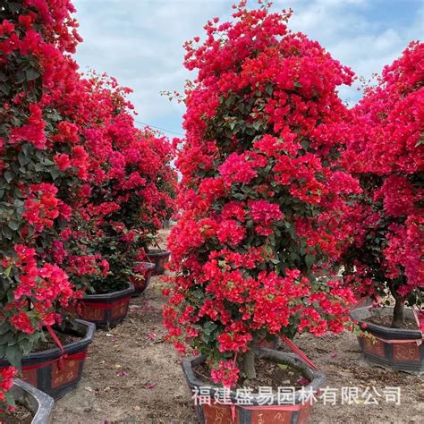 1 2米高同安红三角梅盆栽 叶子花 水红大红三角梅批发 阿里巴巴