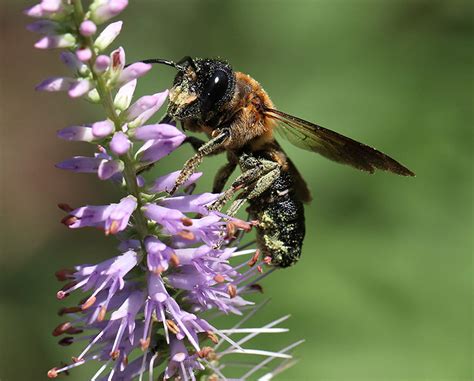 Provide Nesting Habitat For Native Bees Through Plant Stems In Your