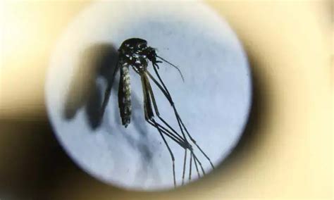 Kp Reports 71 New Dengue Cases In 24 Hours Hum News