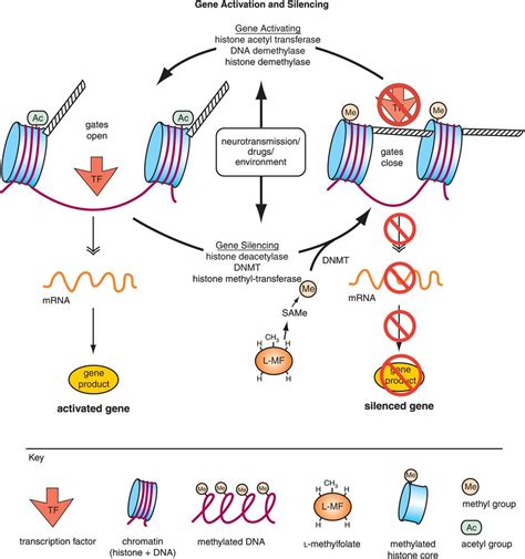 Chemical Neurotransmission Basicmedical Key