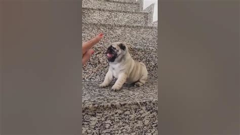 Pug Youtube