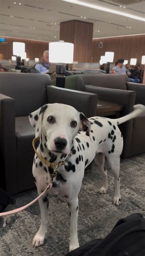 Dalmatian Flies In Singapore Airlines Business Class Seat Sits Quietly Without Loo Break For 5