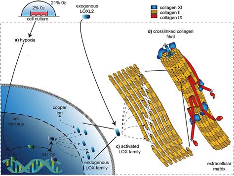 Developing Functional Musculoskeletal Tissues Through Hypoxia And Lysyl Oxidase Induced Collagen
