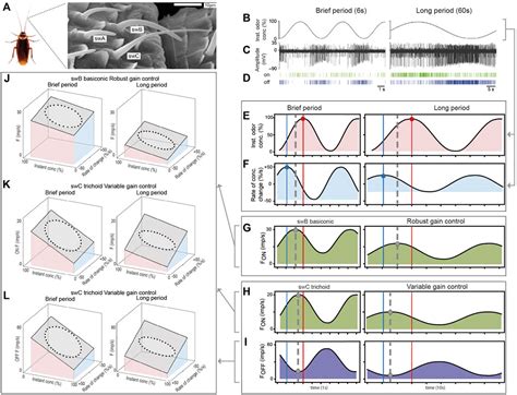Frontiers Gain Control In Olfactory Receptor Neurons And The Detection Of Temporal