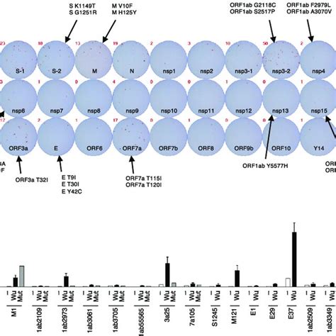 Sars Cov 2 Epitope Recognition By Peripheral Blood Mononuclear Cells