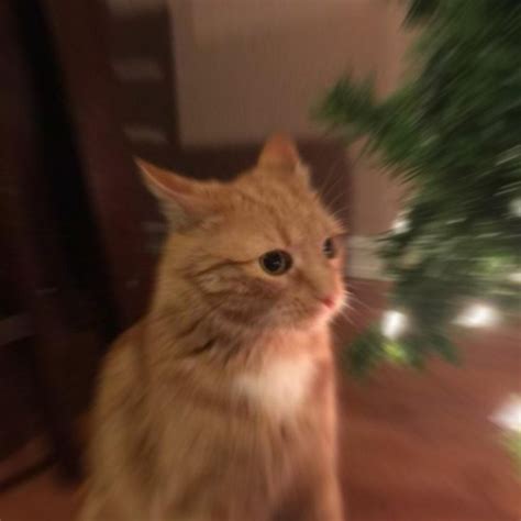 Someone On Twitter Granted My Wishes And Turned My Cat Cheddar Into A Shook Meme Cats Cat