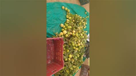 अमरूद के बगीचे Youtube