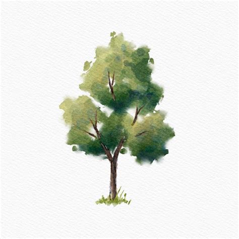 Watercolor Tree Tree Textures Watercolor Tree Watercolor Trees