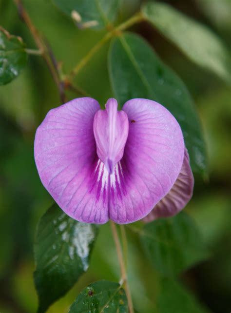 5 Best Non Surgical Vaginal Rejuvenation Treatments