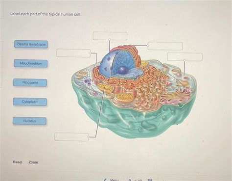 solved label each part of the typical human cell