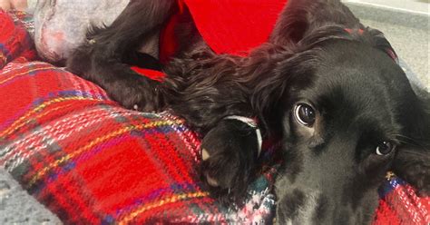 Perra Con Seis Patas Es Operada Y Se Adapta A Vida Con Cuatro Patas