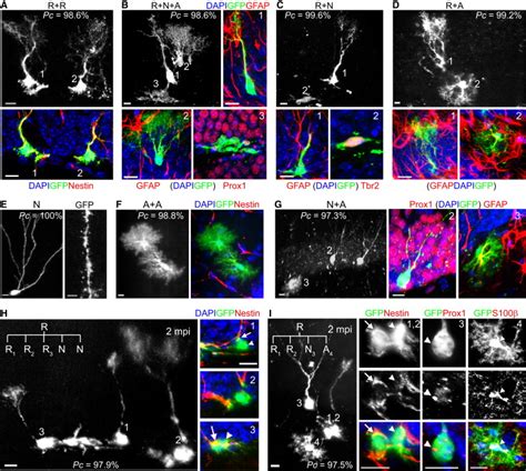In Vivo Clonal Analysis Reveals Self Renewing And Multipotent Adult