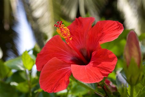 Top Houseplants With Red Flowers