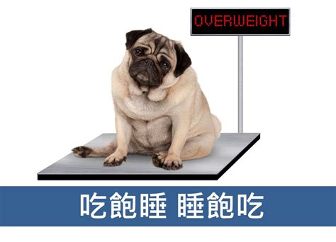 Tutorabc 過年要做什麼 不知道大家是不是和我一樣 過年就只想待在家裡耍廢😂我就廢