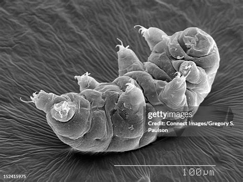 Scanning Electron Microscope Scanning Electron Microscope