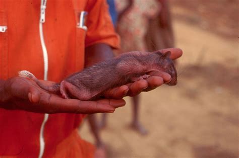 13 Ebola Victims Photos Warning Graphic Images Graphic Ebola