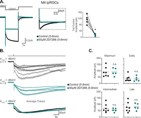 Melanopsin Activates Divergent Phototransduction Pathways In