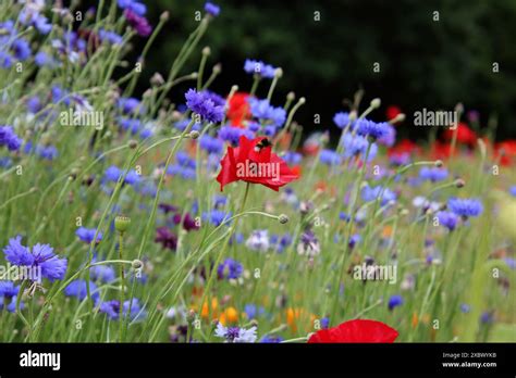 Hampton Court Sw London England 13th June 2024 A Glorious Display