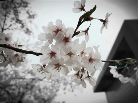 수원 벚꽃명소 경희대학교 국제캠퍼스 벚꽃놀이 Chadorri Com