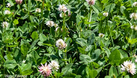 Kura Clover Remains An Underutilized Forage Hay And Forage Magazine