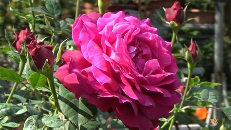 Waltz Of The Flowers Tchaikovsky