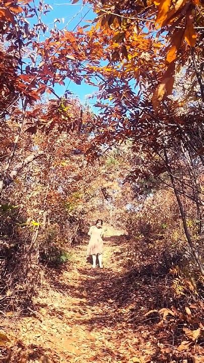 가을 풍경~😘낙엽을 주워서 쪼르르~낙엽길을 내려오다~🍂🦭🍂 Youtube