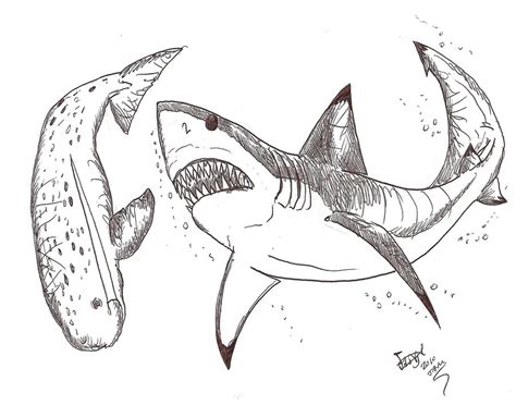 Mako Shark Drawing At Getdrawings Free Download