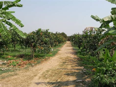 ขายด่วนที่ดินสวนมะม่วง Ennxo