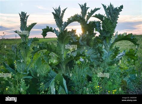 Powerful Field Thistle Against Sunset Sky Stock Photo Alamy