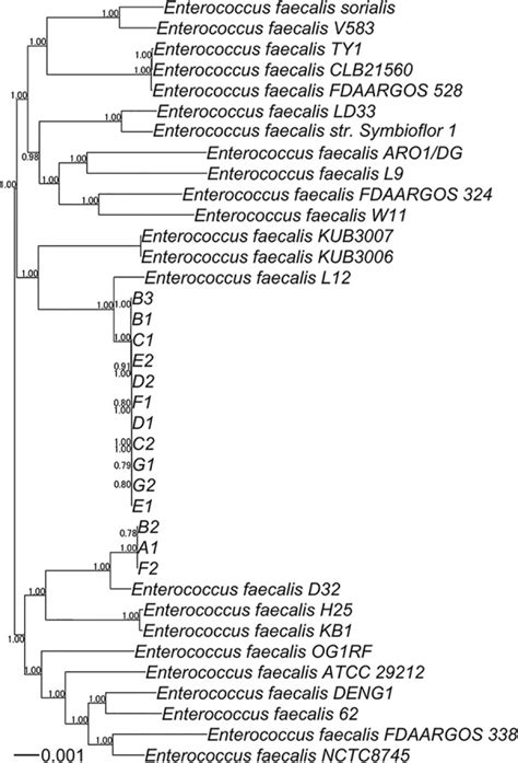 Draft Genome Sequences Of Enterococcus Faecalis Strains Isolated From