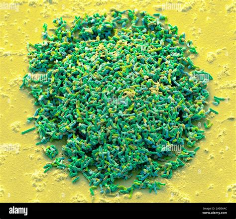 Bacterial Colony Scanning Electron Micrograph SEM Of A Bacterial