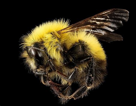 Bombus Perplexus M Left Side Free Photo Rawpixel