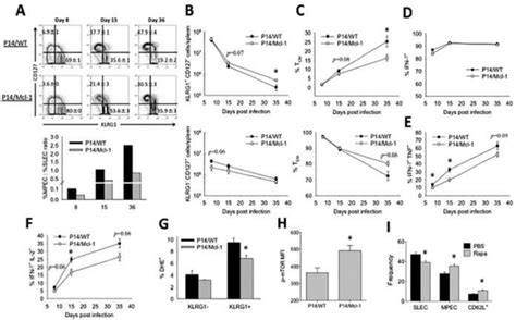 Mcl 1 Regulates Effector And Memory Cd8 T Cell Differentiation During