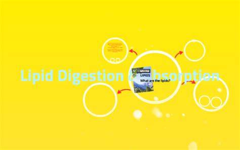 Lipid Digestion And Absorption By Raghib Ahsan On Prezi
