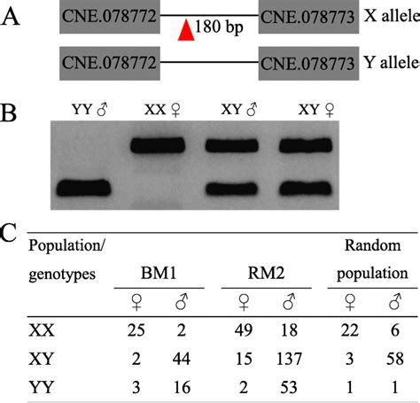 association between genotypes and phenotypic sex at an indel marker in download scientific