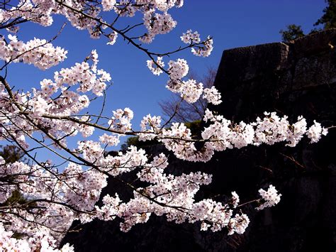 Immagini Sakura Studiare Da Giapponese