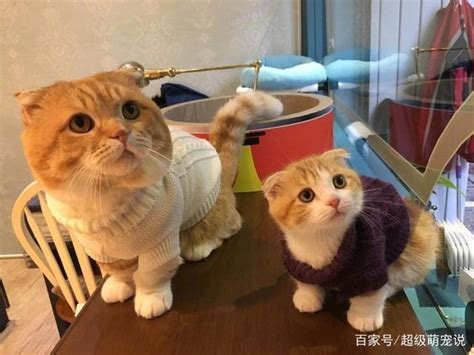 貓咪這五種表現表示喜歡你想親近你 每日頭條