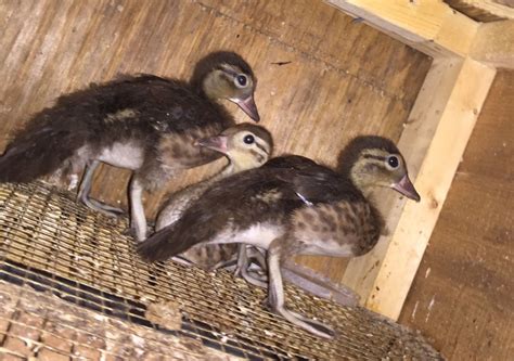 Mandarin Ducks Sexing Backyard Chickens Learn How To Raise Chickens