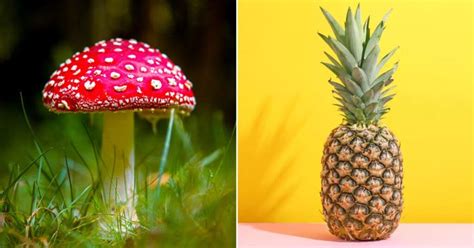Trivia Quiz 20 Question Visual Challenge 🧠🔍 Can You Nail It Visual