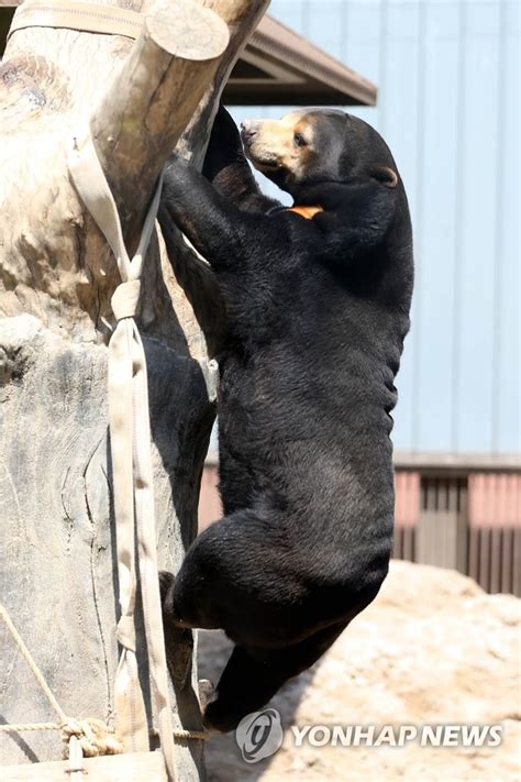 곰 중에 가장 작은 말레이곰 연합뉴스