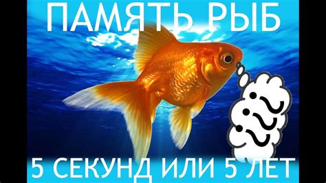 ПАМЯТЬ РЫБ|5 СЕКУНД ИЛИ 5 ЛЕТ?[Мифы] - YouTube