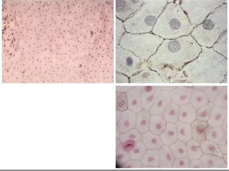 Lab 201 Tissue Quiz Flashcards Quizlet