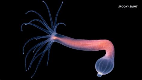 How Do EMF Ghost Detectors Work A Guide For Serious Ghost Hunters