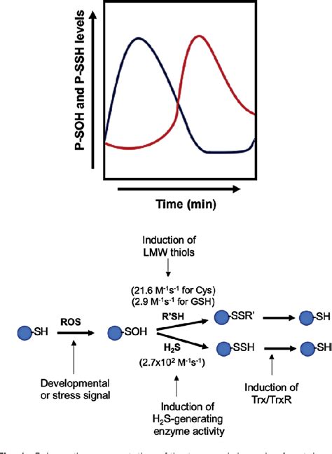 Figure 1 From Hydrogen Sulfide Signaling In Plant Adaptations To