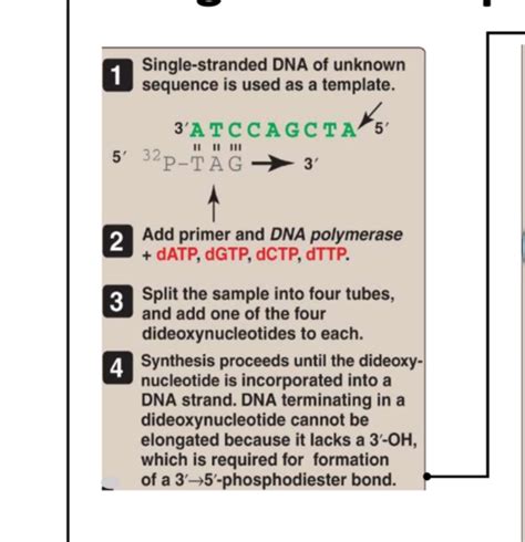 Dna Technology Flashcards Quizlet